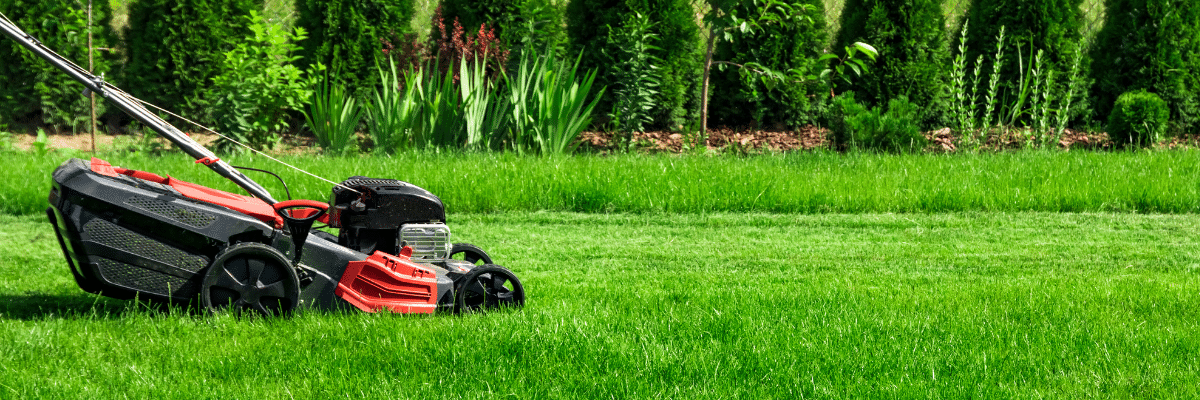 Entretenir une pelouse toute l’année | Vivaservices